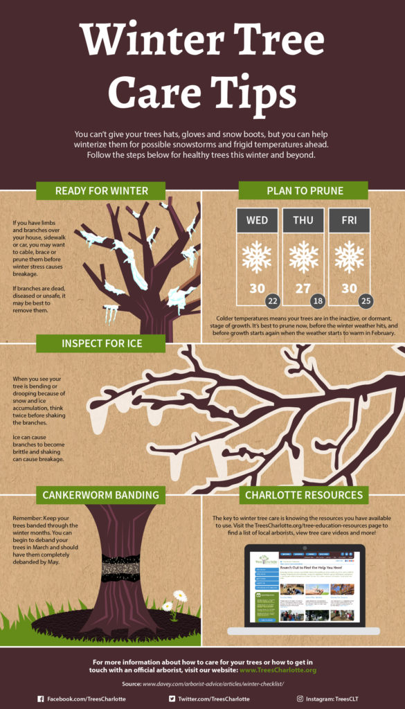 Winter Tree Care Infographic Treescharlotte