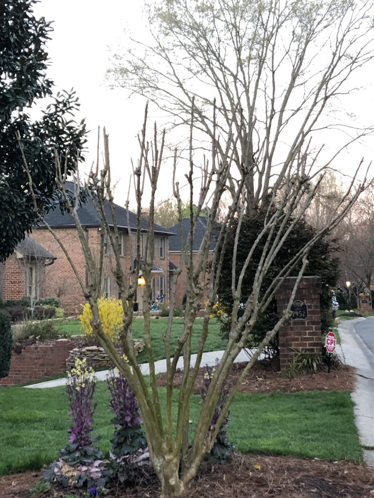 crapemyrtletopped - TreesCharlotte