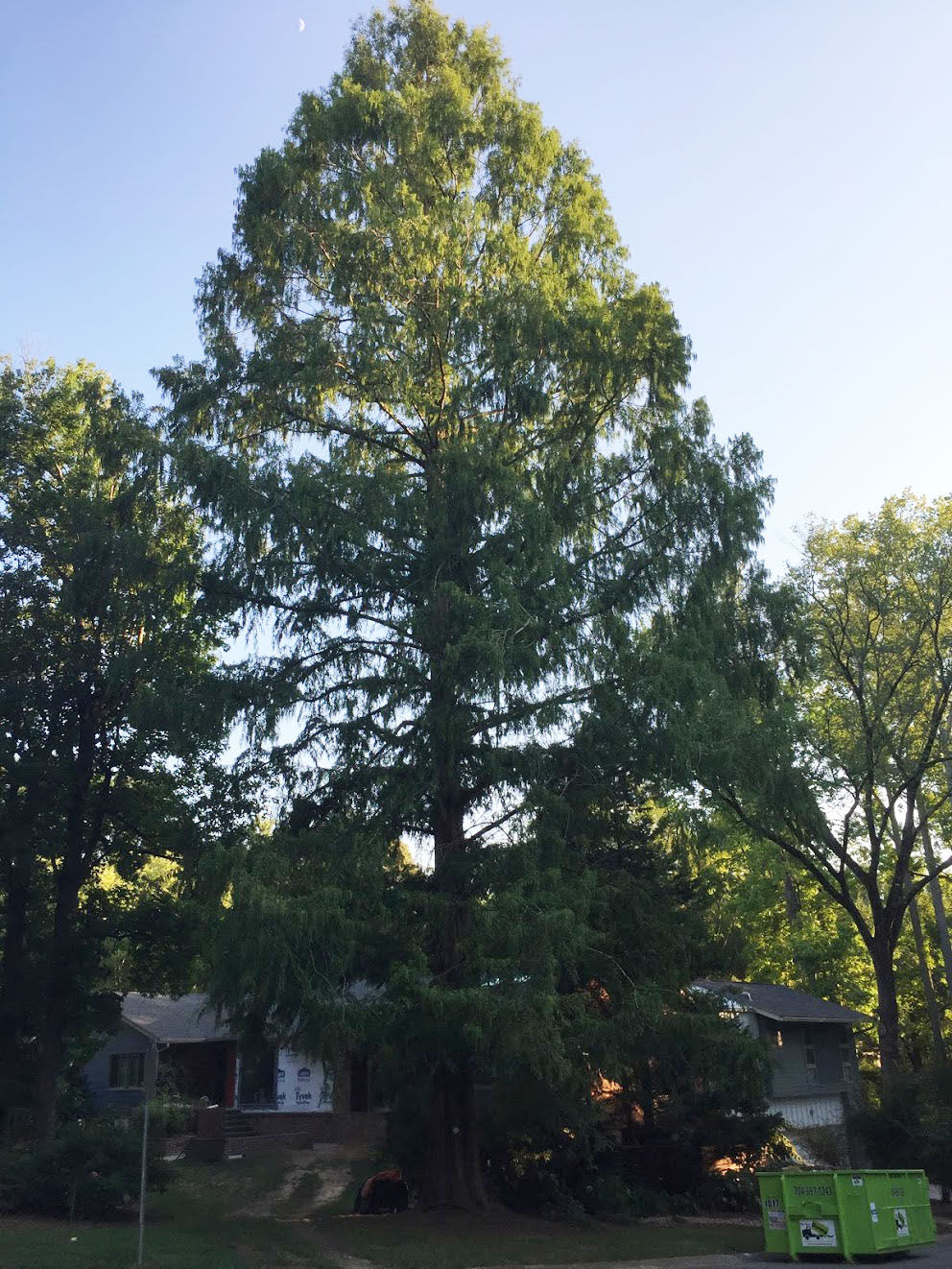Dawn Redwood - TreesCharlotte