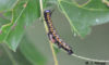 Meet the Orange-Striped Oakworm - TreesCharlotte