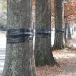 Tree Age Equation - TreesCharlotte