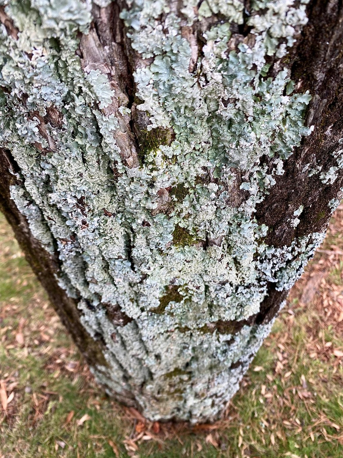The Lichen Blog - TreesCharlotte