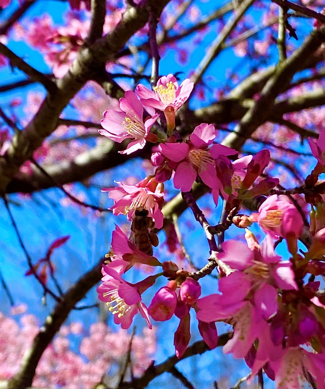 The Bees’ Needs for Trees - TreesCharlotte