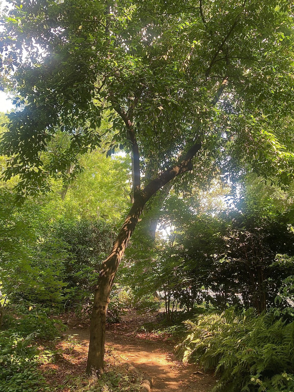 My tree has a lean, what does that mean? - TreesCharlotte