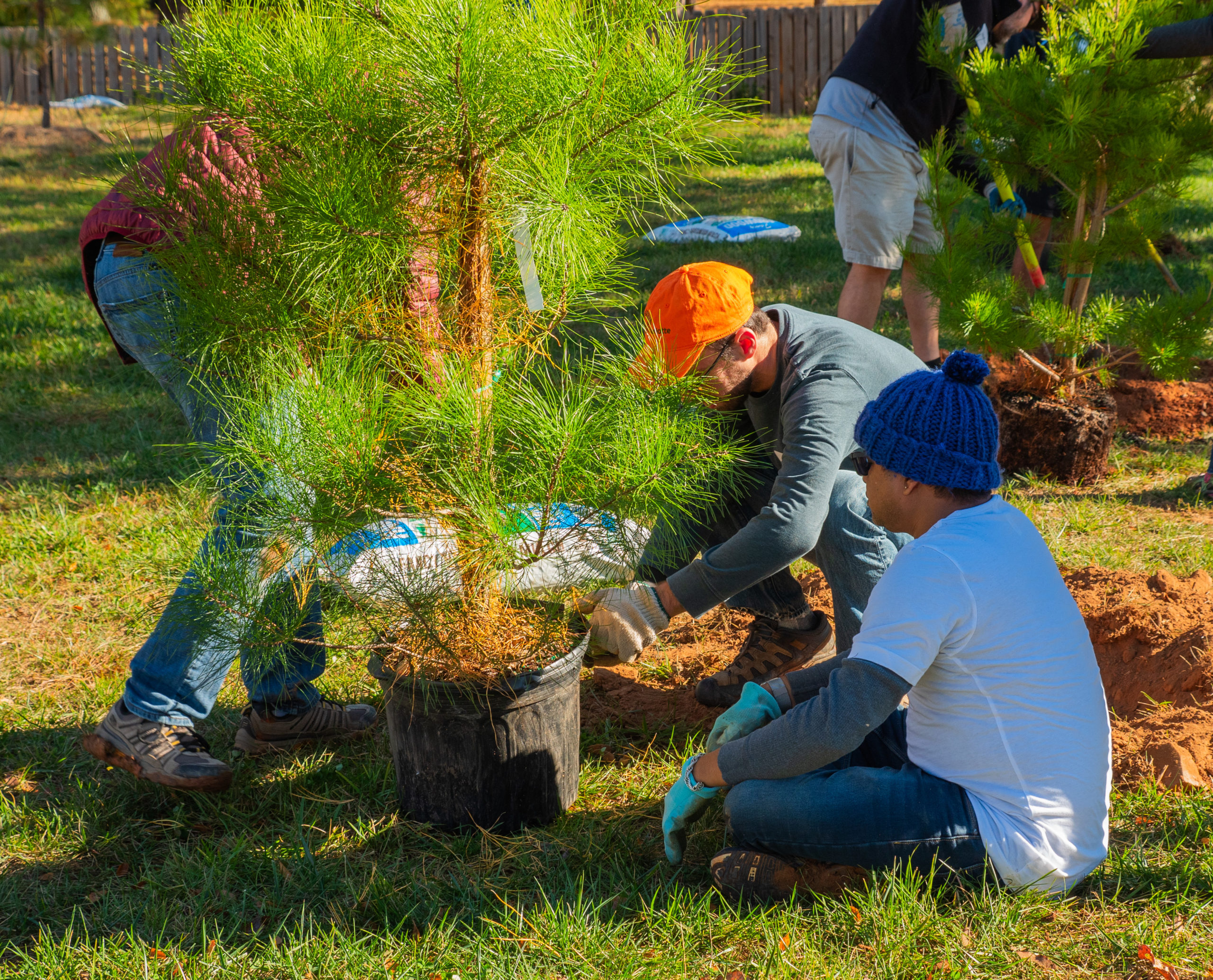 TreesCharlotte | Tree Canopy Conservation | Charlotte NC Nonprofit