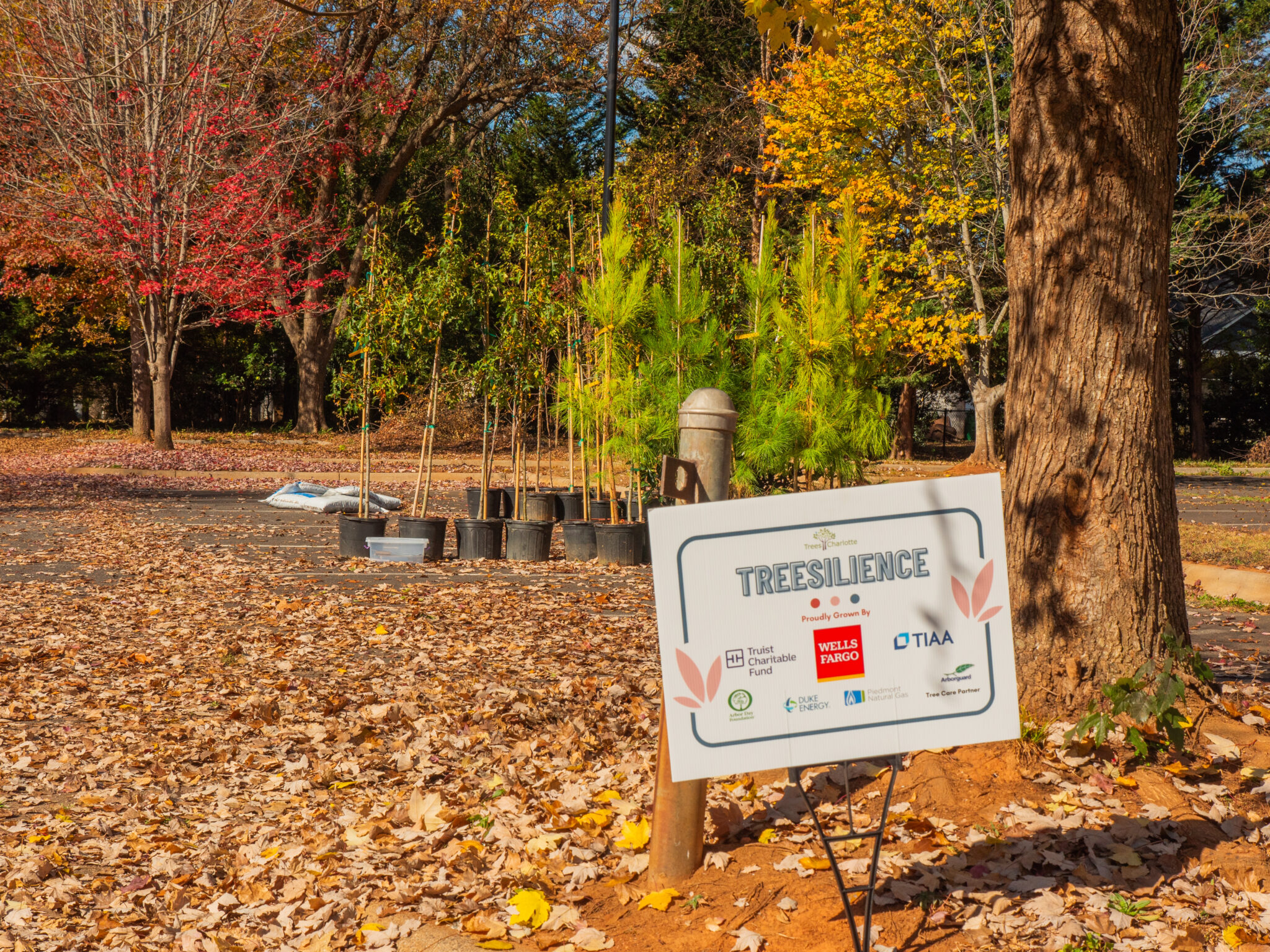 Treesilience Initiative - TreesCharlotte