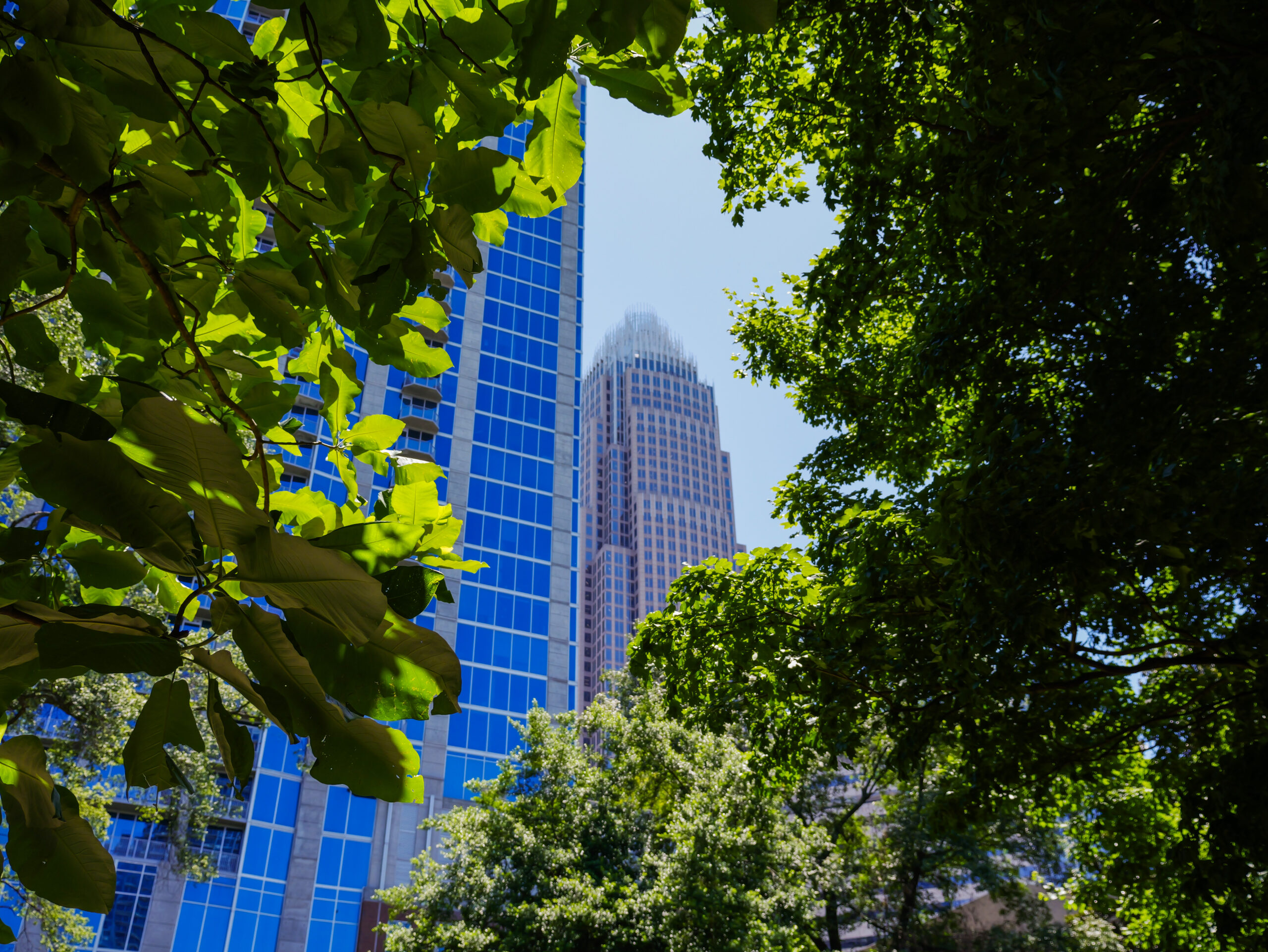 TreesCharlotte | Tree Canopy Conservation | Charlotte NC Nonprofit