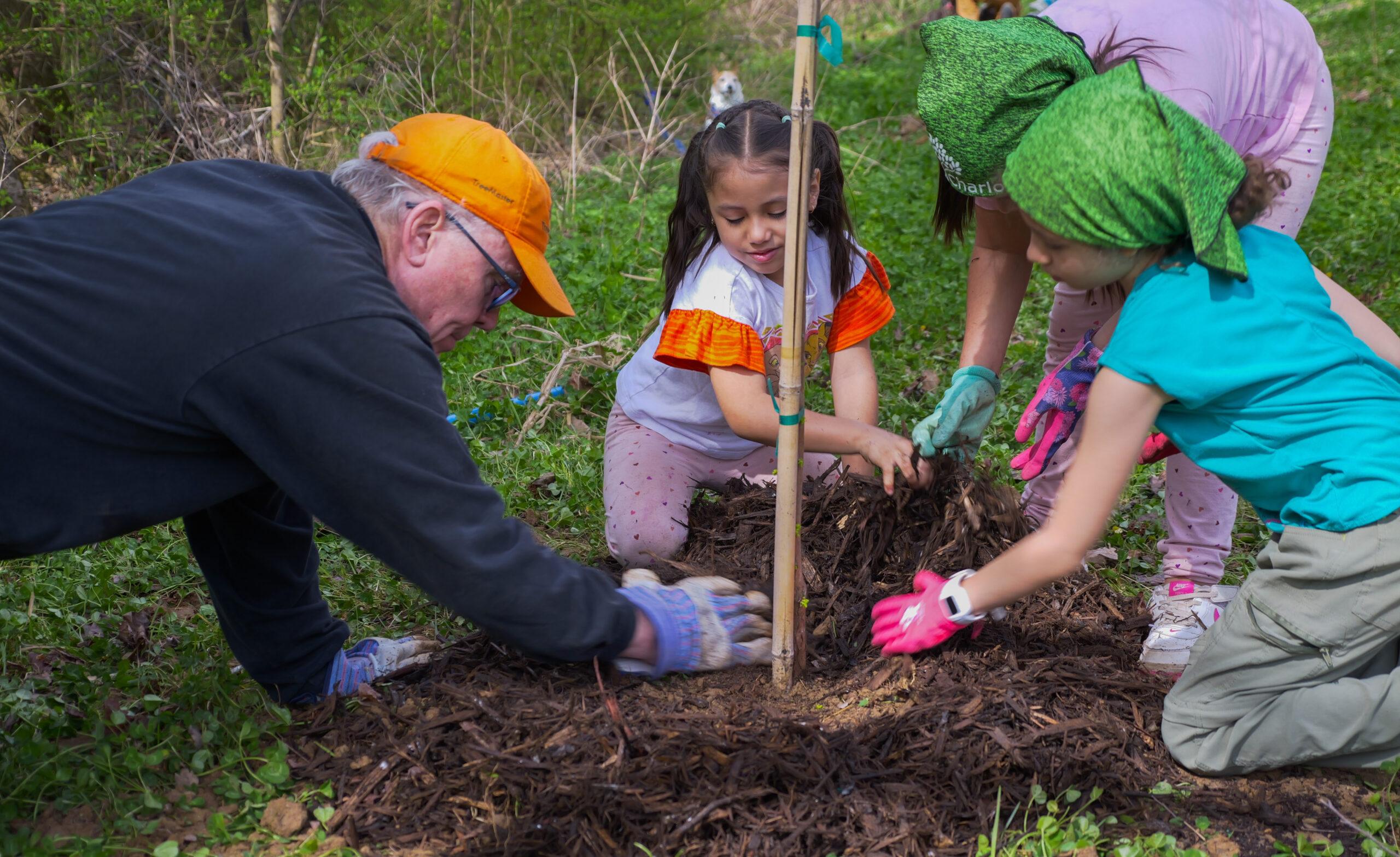 TreesCharlotte | Tree Canopy Conservation | Charlotte NC Nonprofit
