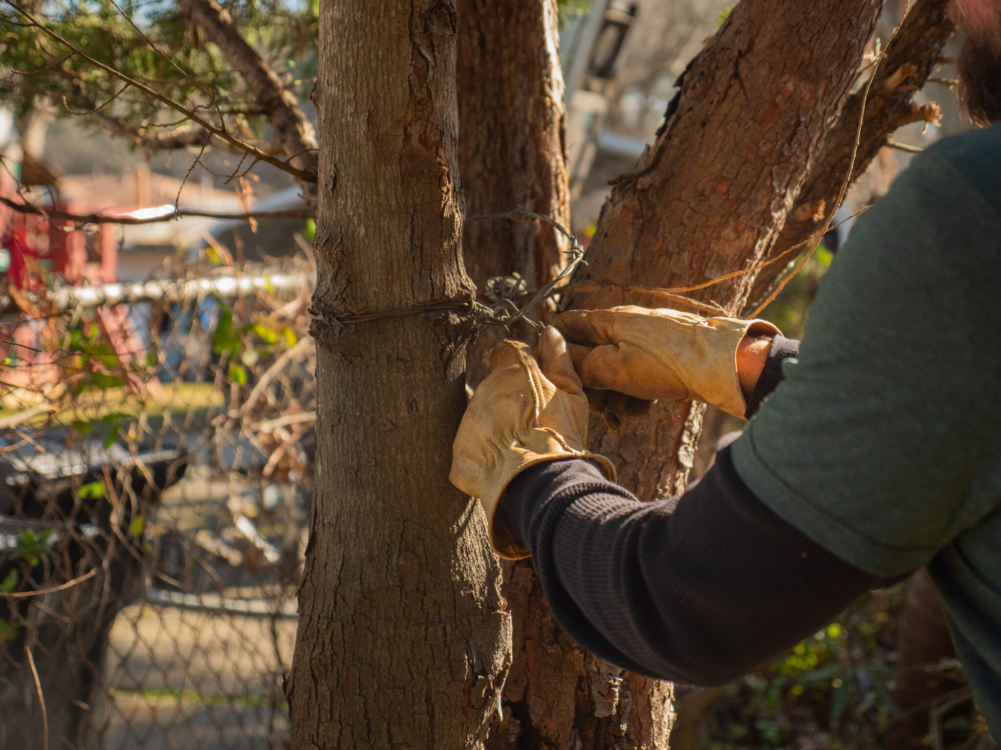 Treesilience Initiative - TreesCharlotte