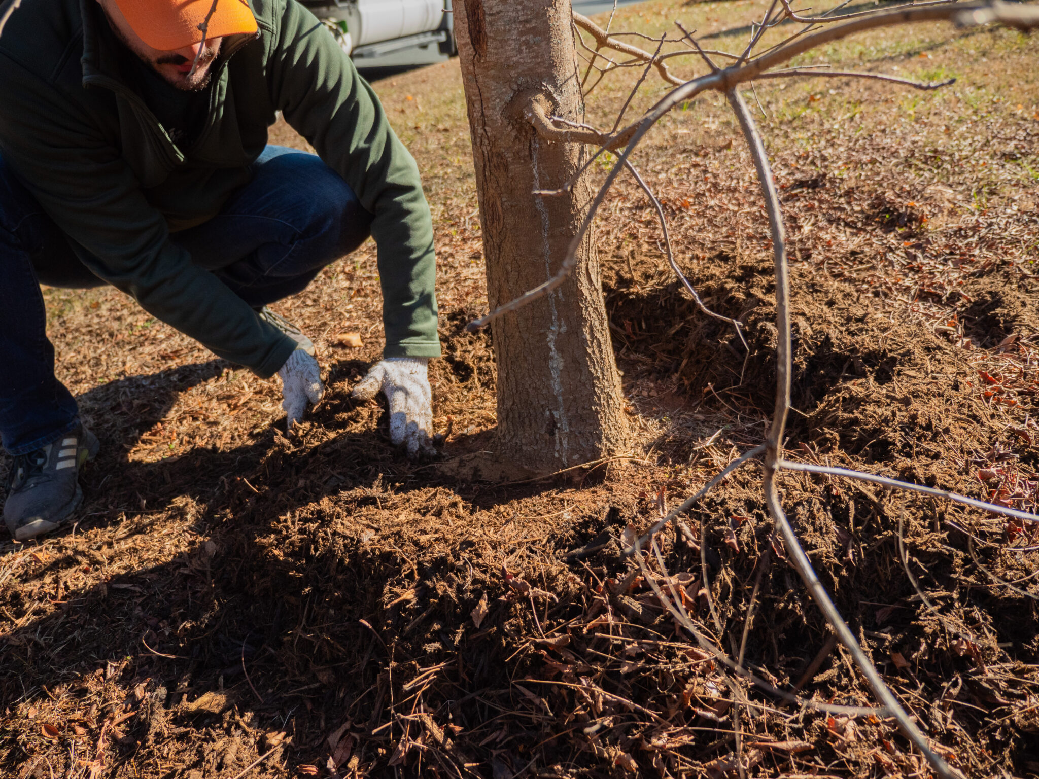 Treesilience Initiative - TreesCharlotte
