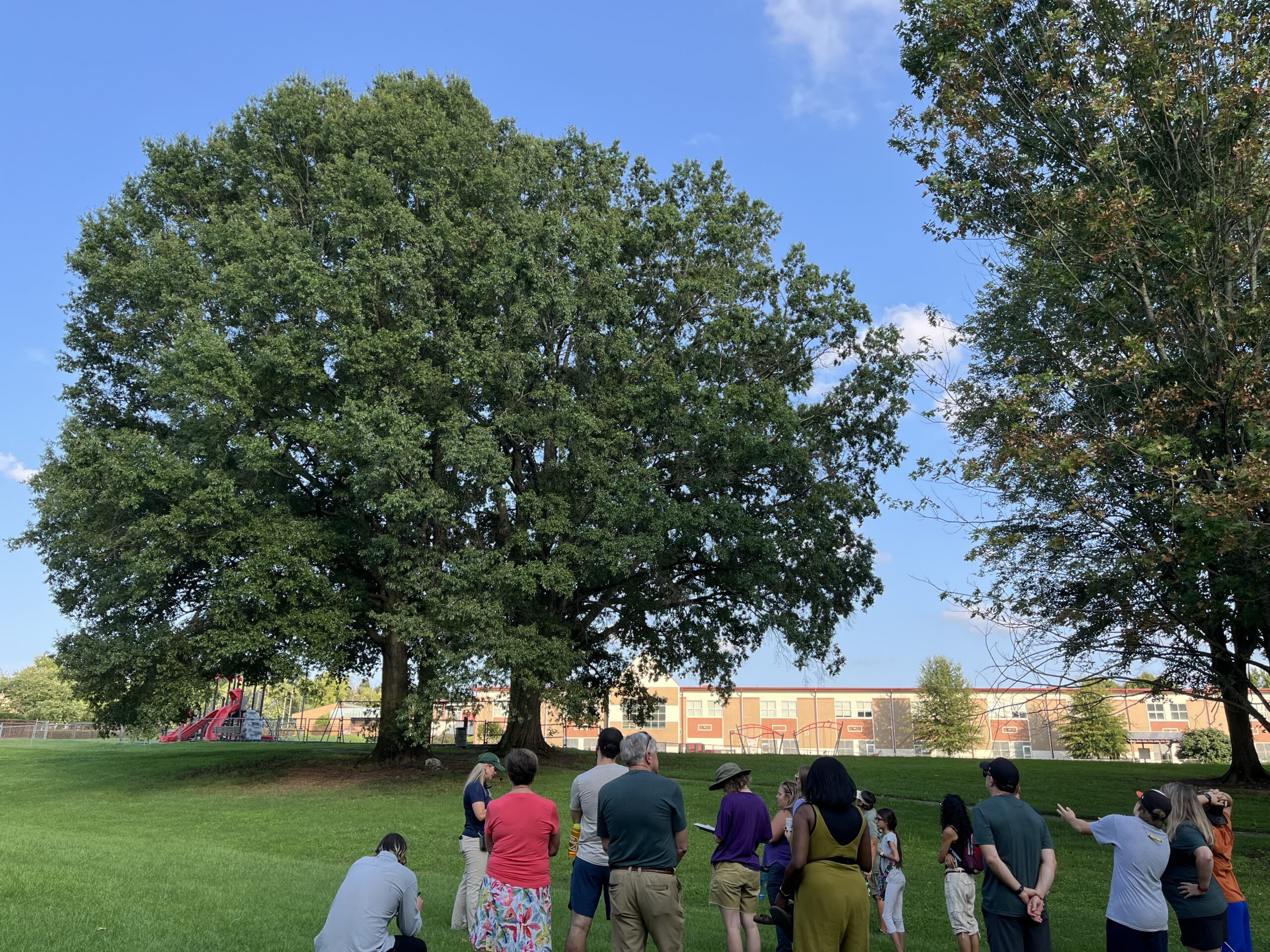 TreesCharlotte | Tree Canopy Conservation | Charlotte NC Nonprofit