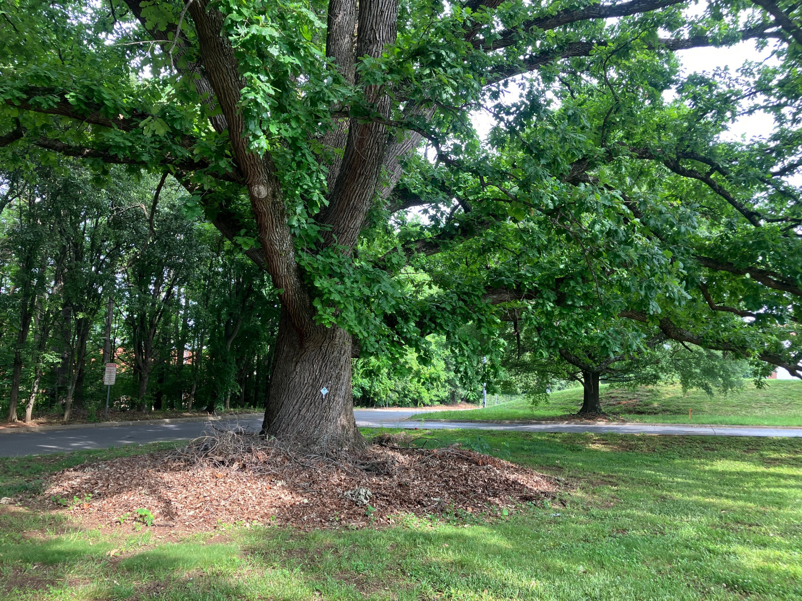 TreesCharlotte | Tree Canopy Conservation | Charlotte NC Nonprofit