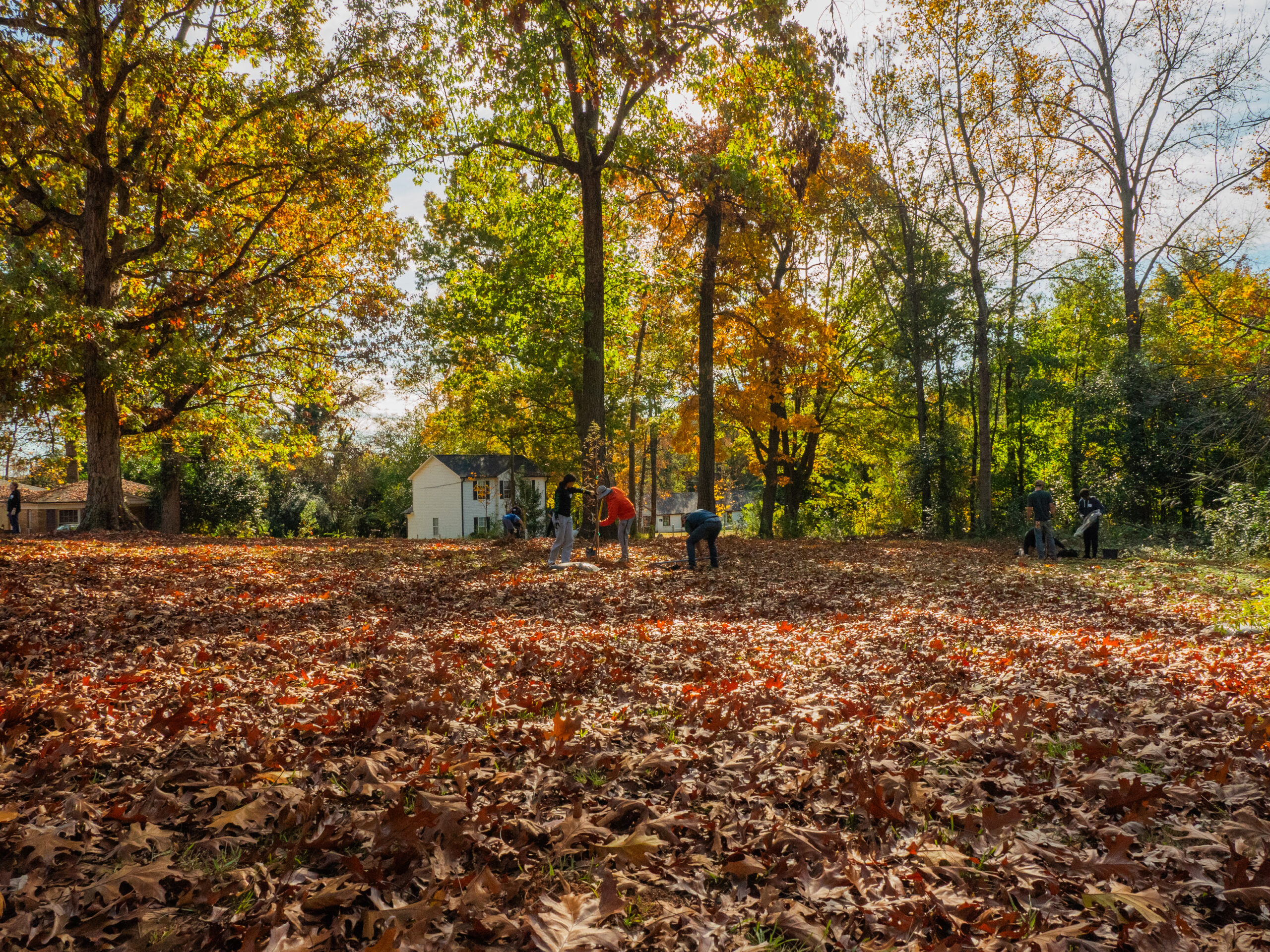 TreesCharlotte | Tree Canopy Conservation | Charlotte NC Nonprofit