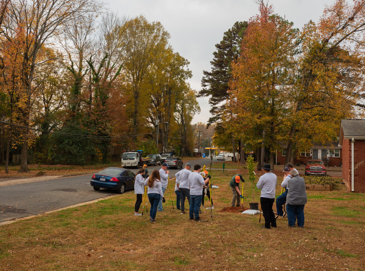 Tree Age Equation - TreesCharlotte